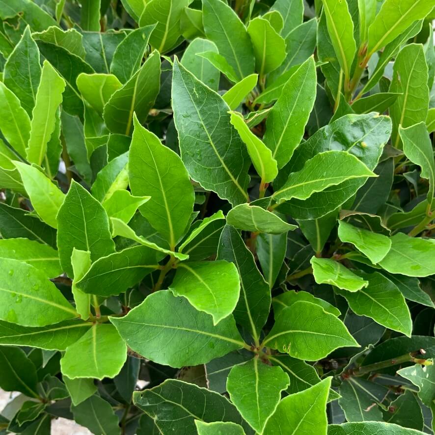 'Bay' Laurus Nobilis Hedging Evergreen Shrub Plant - 10.5cm Pot – Croft ...