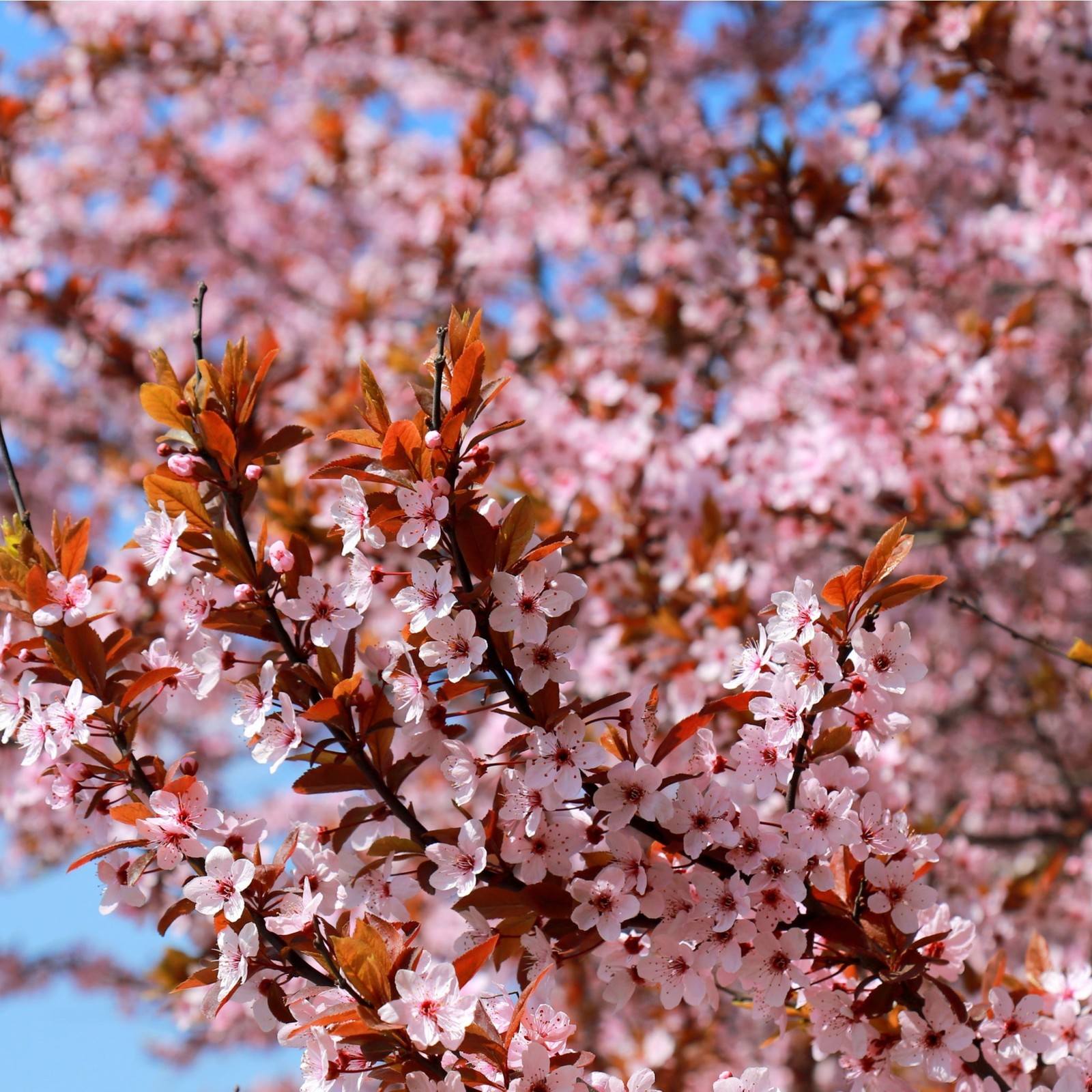 Nipponica 'Ruby' Ornamental Japanese Alpine Cherry Flowering Blossom ...