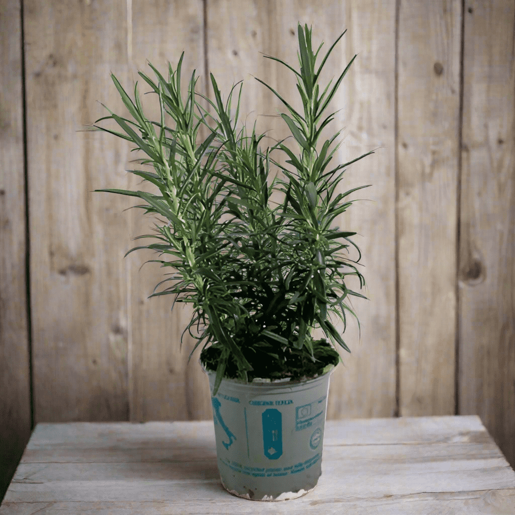 Rosemary Officinalis Herb 8cm/1.5L – Croft Home & Garden